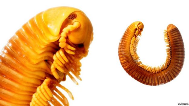 Scientists announce their favourite new animal species - BBC Newsround