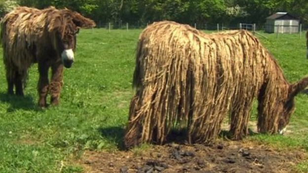 Shaggy Baudet du Poitou donkeys get haircut - BBC News