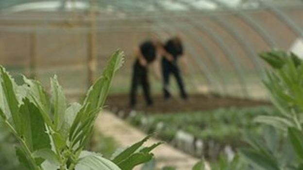 Spring Hill Prison inmates transform market garden - BBC News