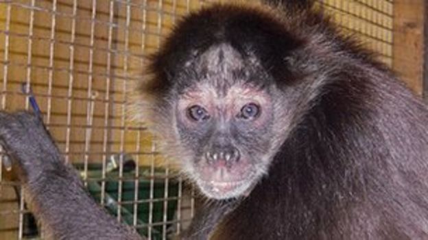 Secret World Wildlife Rescue monkeys face homelessness - BBC News