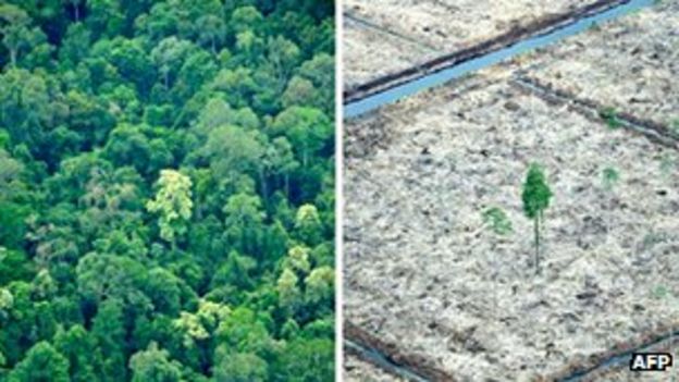 Green decline 'may bring irreversible change' - BBC News