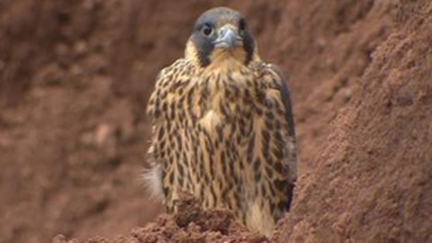 Peregrine falcon nest attacked at Staffordshire quarry - BBC News