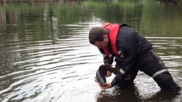 Fish returned to Madeley Pool in Staffordshire - BBC News