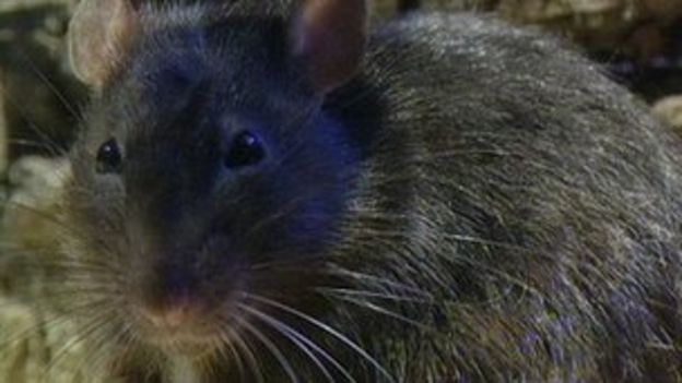 Rat catchers claim increase in Cornwall vermin numbers - BBC News