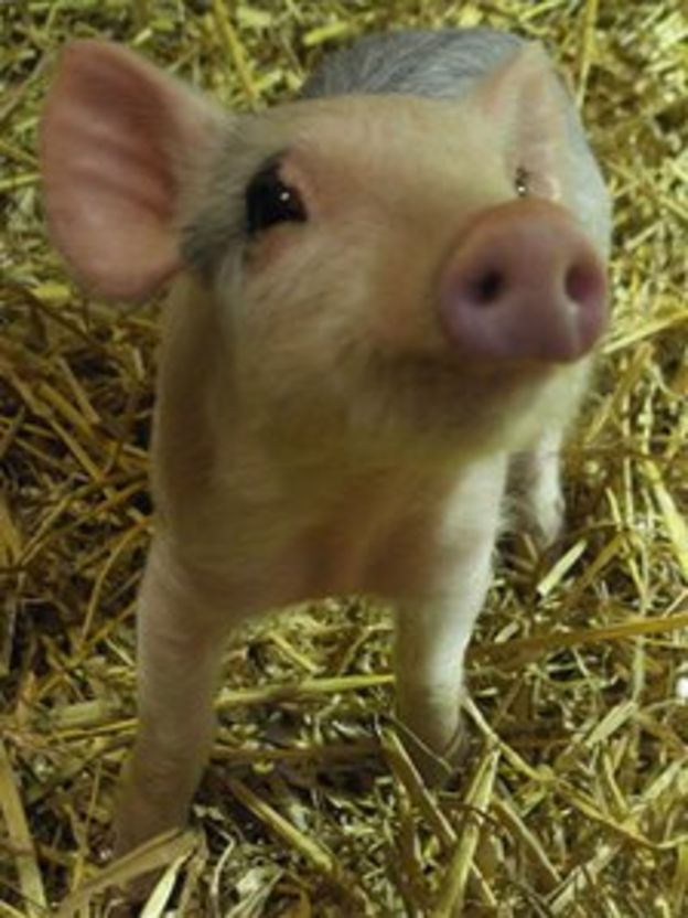 Piglet destined for meat gets new Wheelgate Park home - BBC News