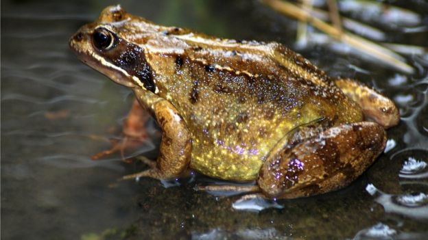 Your pictures of Scotland: 29 June - 6 July - BBC News