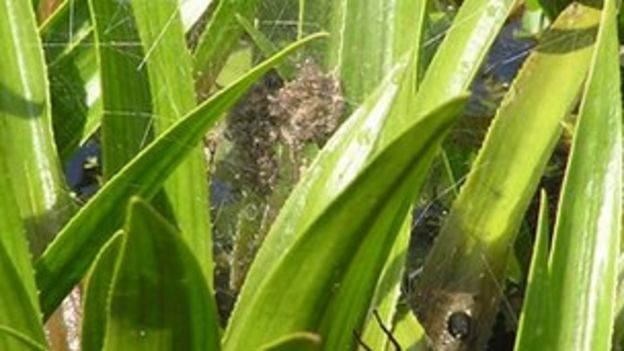 Rare fen raft spiders breeding in Suffolk - BBC News
