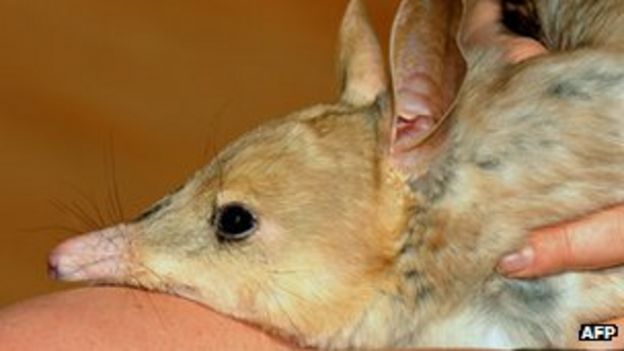Australia declares Tanami 'largest' conservation zone - BBC News
