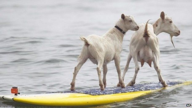 Surfing USA for two goats in California - BBC Newsround