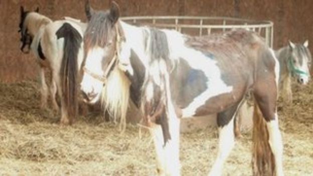 Man jailed for 'immense' cruelty to horses and ponies - BBC News