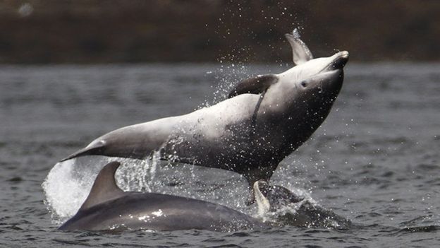Jelly tot: Young dolphin flips jellyfish in Moray Firth - BBC News