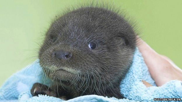 Baby otter rescued from Scotland river recovering well - BBC Newsround
