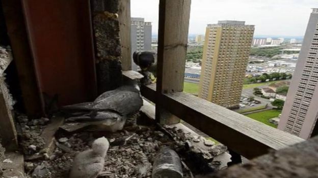 Second of Glasgow's iconic Red Road tower blocks demolished - BBC News