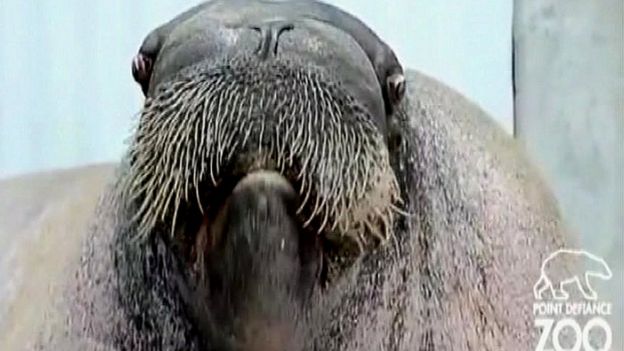 WWF and BAS looking for volunteers to spot walrus from space - BBC ...