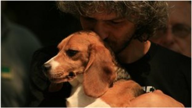 Italians bid to adopt beagles rescued in cruelty case - BBC News