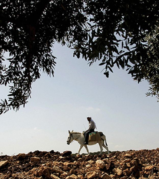 Palestinian territories profile - Key facts - BBC News