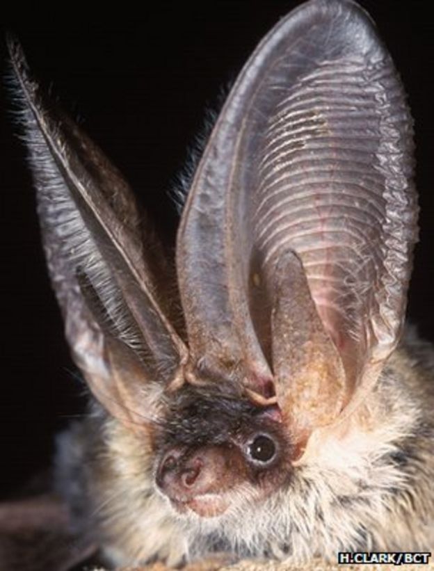 Free online tool helps identify bat calls - BBC News