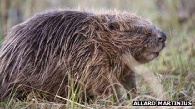 Beavers' return to Wales concerns NFU Cymru - BBC News