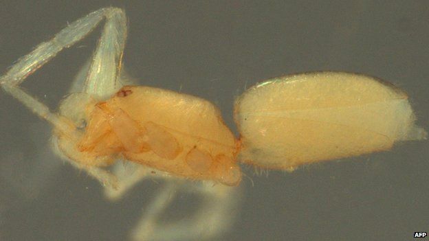 New spider species named after Sir David Attenborough - BBC Newsround