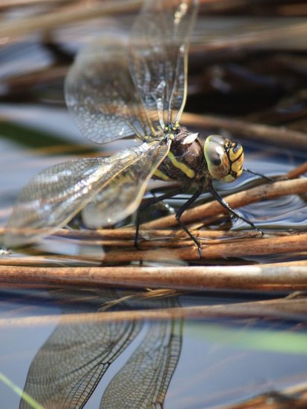 Your pictures of Scotland: 17 - 24 August - BBC News