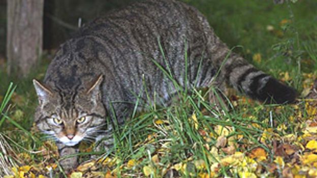 When is a wildcat really a wildcat? - BBC News