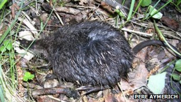 Pyrenean desman: On the trail of Europe's weirdest beast - BBC News