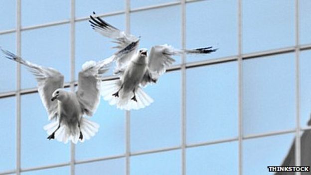 Who What Why: Why are there so many seagulls in cities? - BBC News