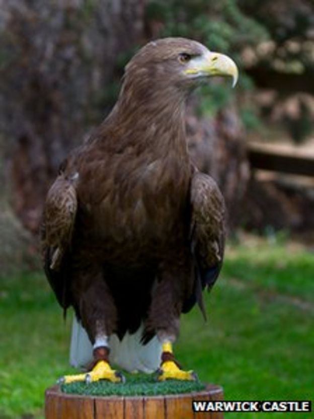 Farmers spot Warwick Castle eagle Stanley near Daventry - BBC News