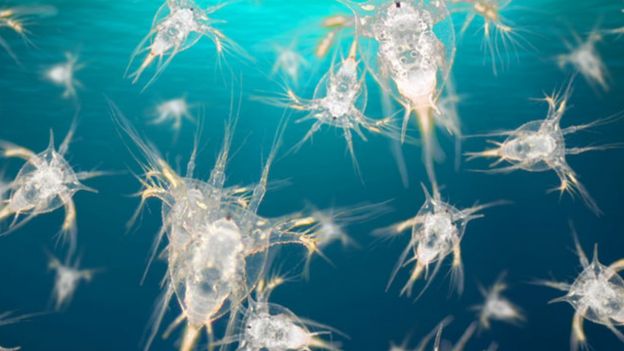 Seafarer science: Sailors asked to help measure plankton - BBC News