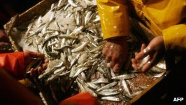 Call to freeze fishing in Europe to replenish stocks - BBC News