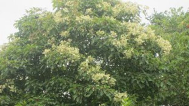 Rare Chinese tree flowers in Cambridge after 30-year wait - BBC News