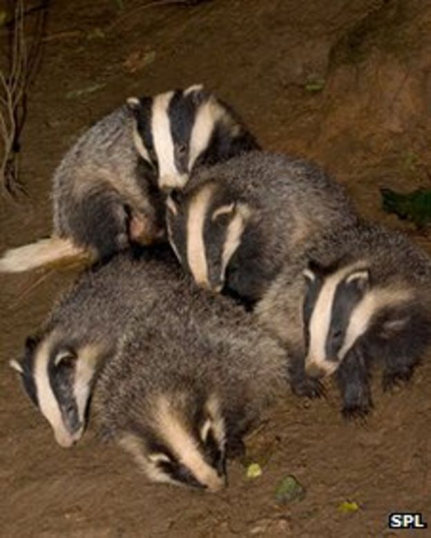 First badger cull licence issued - BBC News