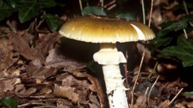 Poisonous mushroom warning issued by Health Protection Agency - BBC News