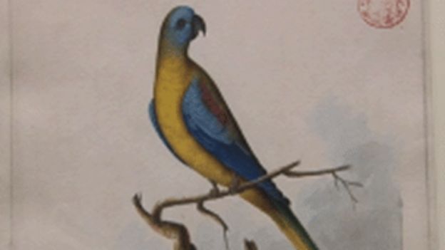 Thomas Watling: Dumfries criminal and Australian artist - BBC News