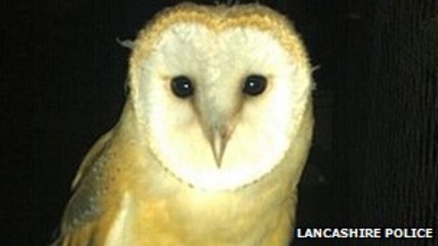 Barn owl taken during raid on Great Altcar aviary - BBC News