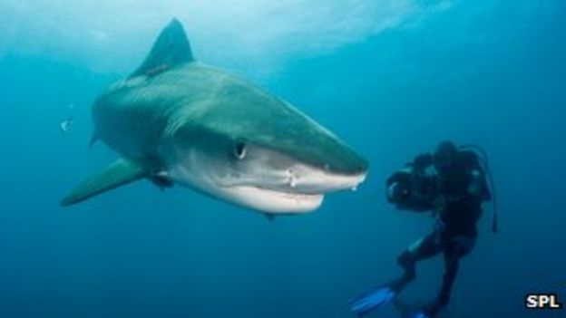 The beautiful Brazilian beaches plagued by shark attacks - BBC News