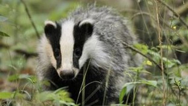 Second badger cull licence issued - BBC News