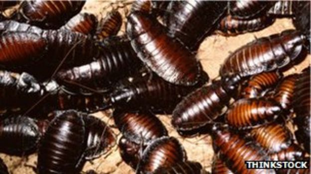 Man dies after cockroach-eating competition - BBC News