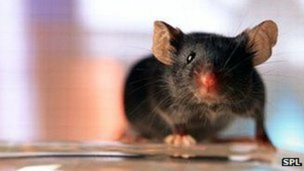 Mice learn songs in similar way to humans and birds - BBC News