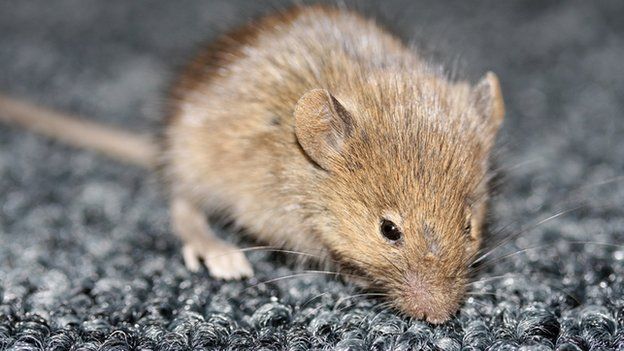 Meet Pat the oldest mouse in the world! - BBC Newsround
