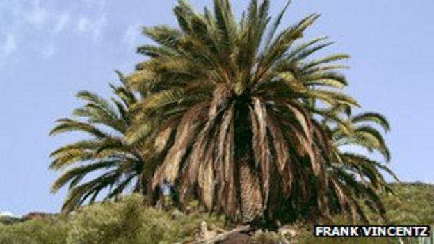 Torbay palm tree roundabout revamp 'foolish' - BBC News
