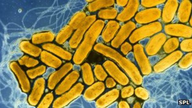 Salmonella cases linked to liquid egg whites - BBC News