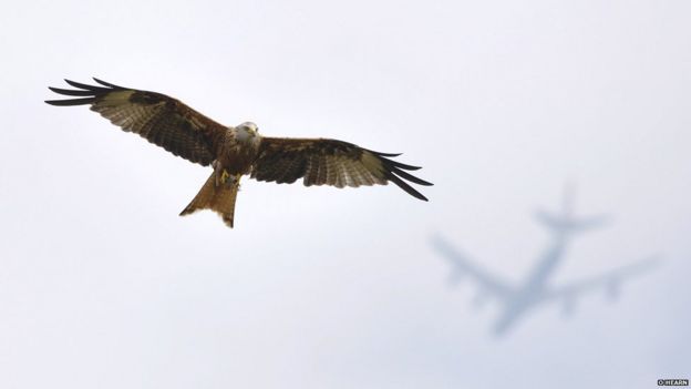 Wildlife Photographer of the Year winners 2012 - BBC Newsround