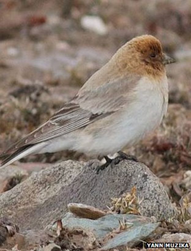 Tibetan mountain finch rediscovered after 80 years - BBC News