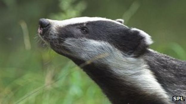 Analysis: The battle over brock - BBC News