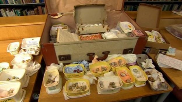 Michael Upson, ex-policeman, sentenced over birds' eggs - BBC News