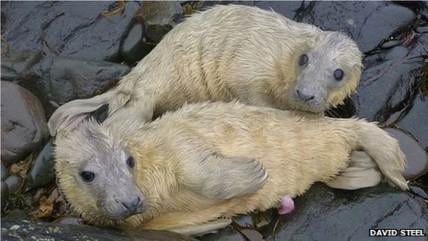 Experts' joy at birth of first Farne Island twin seals - BBC News