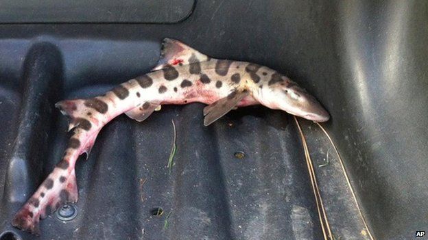 Shark falls from the sky on to a golf course in America - BBC Newsround