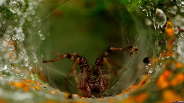 Pictures: Getting close up with Britain's spiders - BBC Newsround