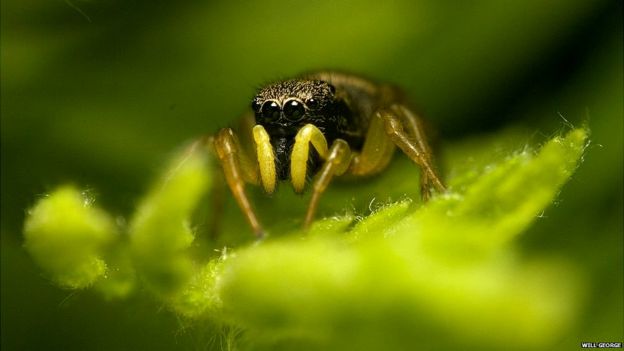 Pictures: Getting close up with Britain's spiders - BBC Newsround